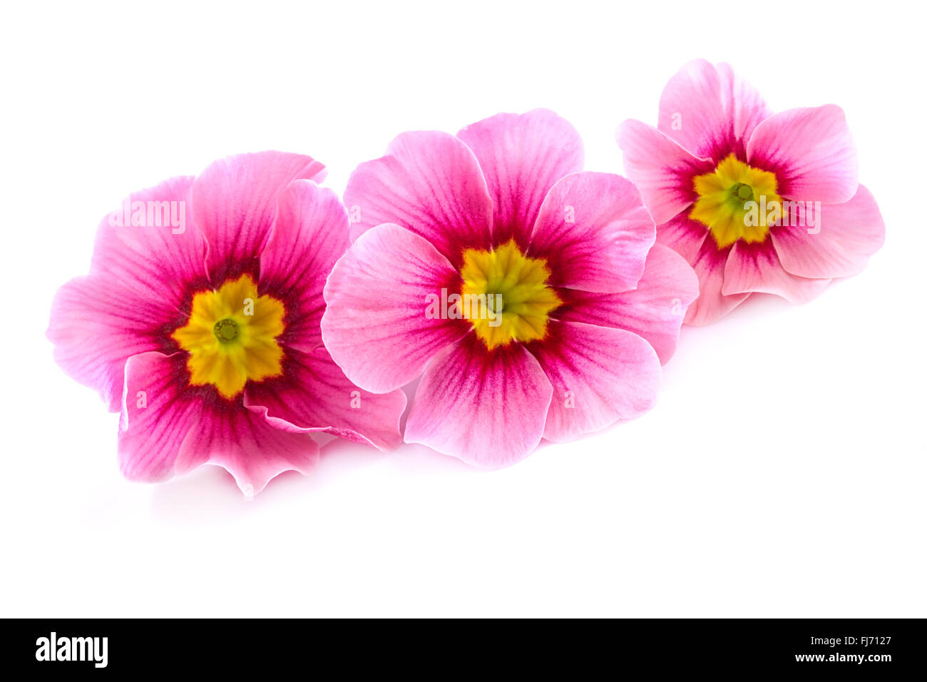 Pink spring flowers hi-res stock photography and images - Alamy