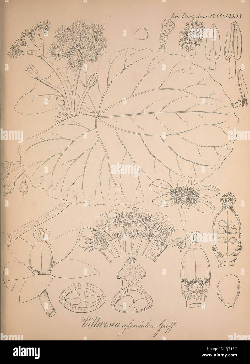 A detailed series of botanical illustrations depicting plants native to ...