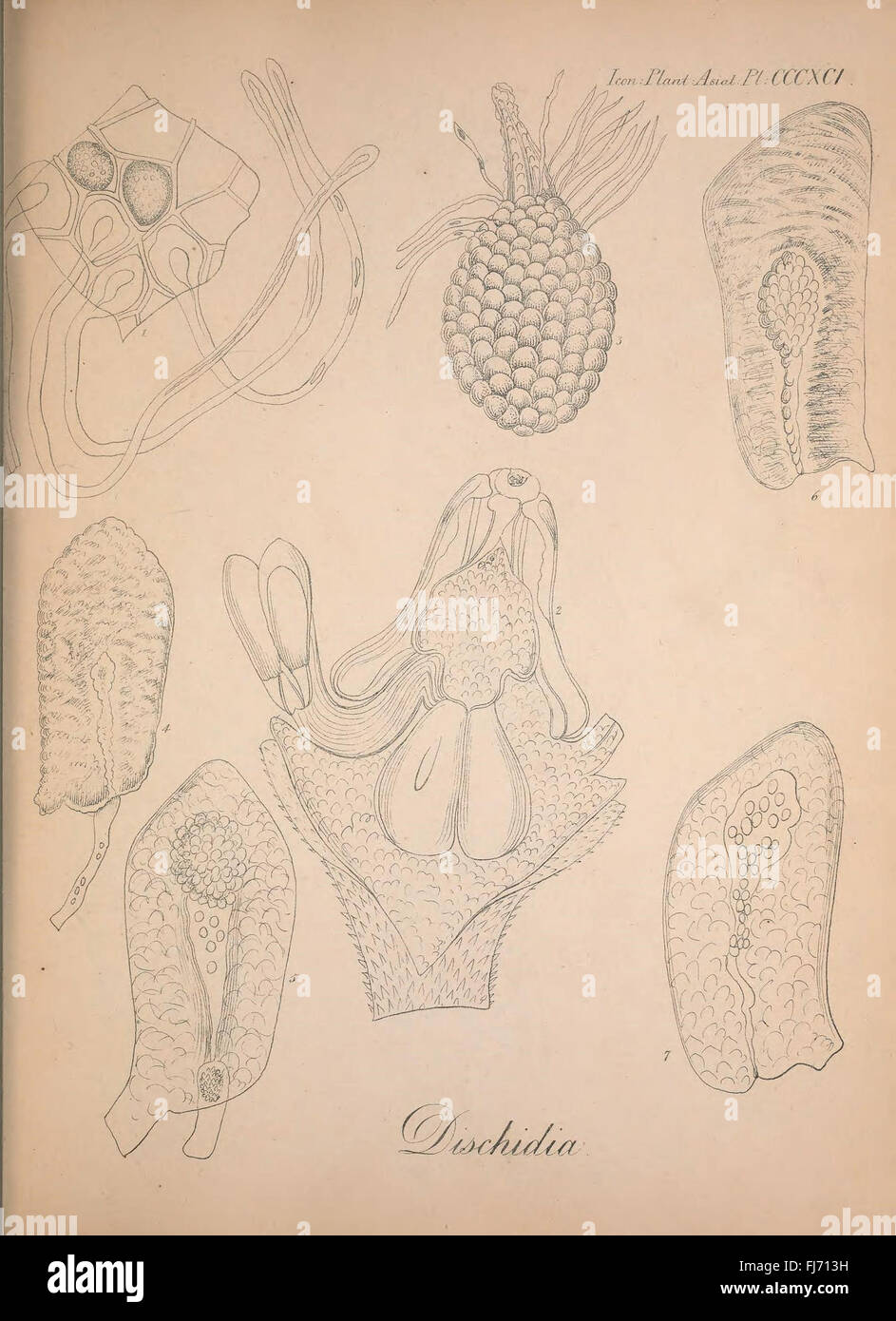 A botanical reference featuring scientifically illustrated plant ...