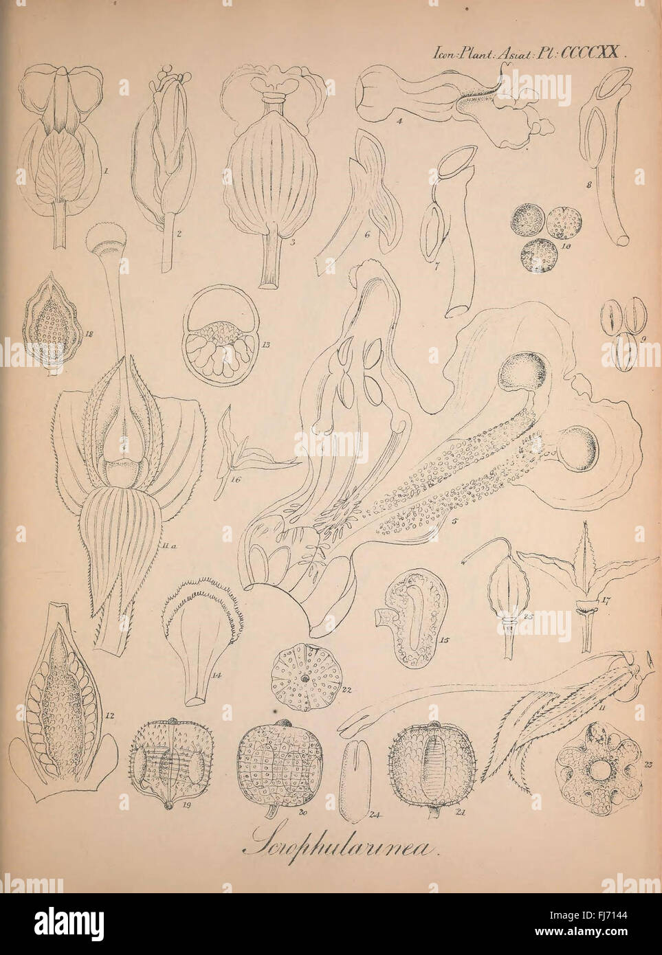 Illustrated botanical reference detailing plant species from Asia, with ...