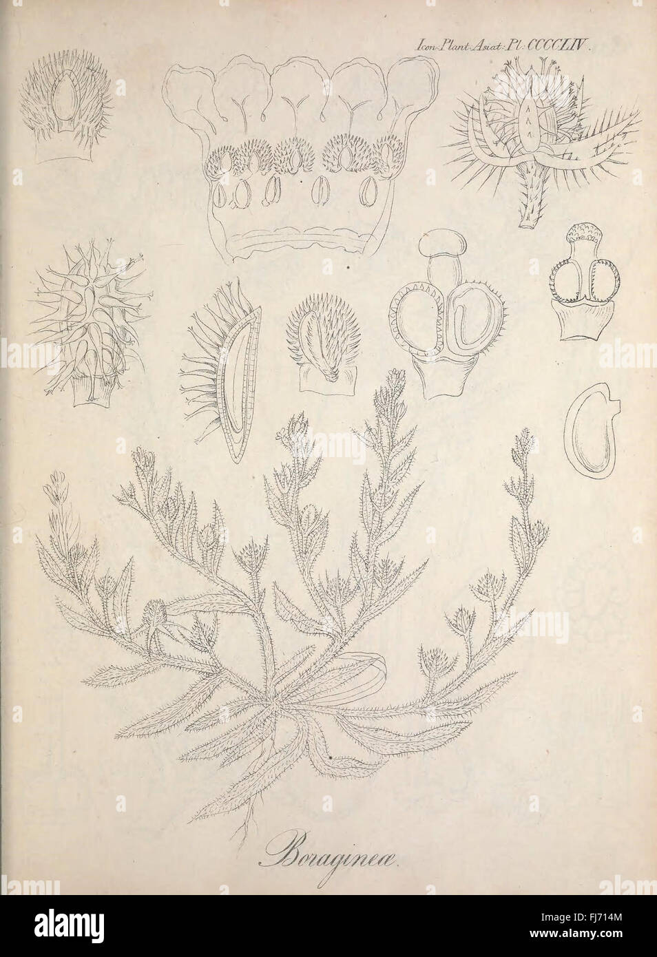 Botanical illustrations of Asian plants, rare plant species, and exotic ...