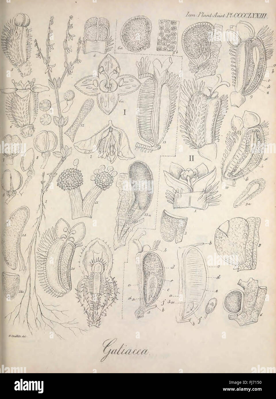 Botanical illustrations of Asian plant species, showcasing the flora of ...