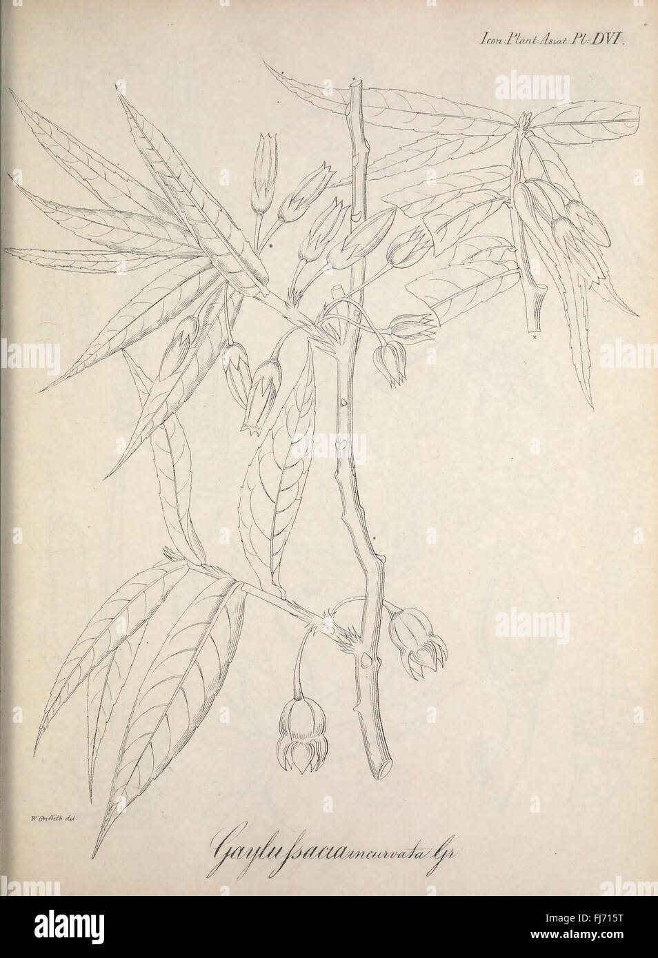 A collection of botanical illustrations depicting the plant species ...