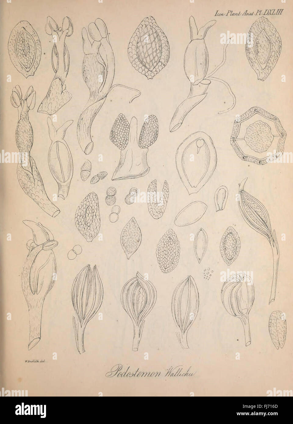 A botanical study of Asian plants, providing detailed illustrations of ...