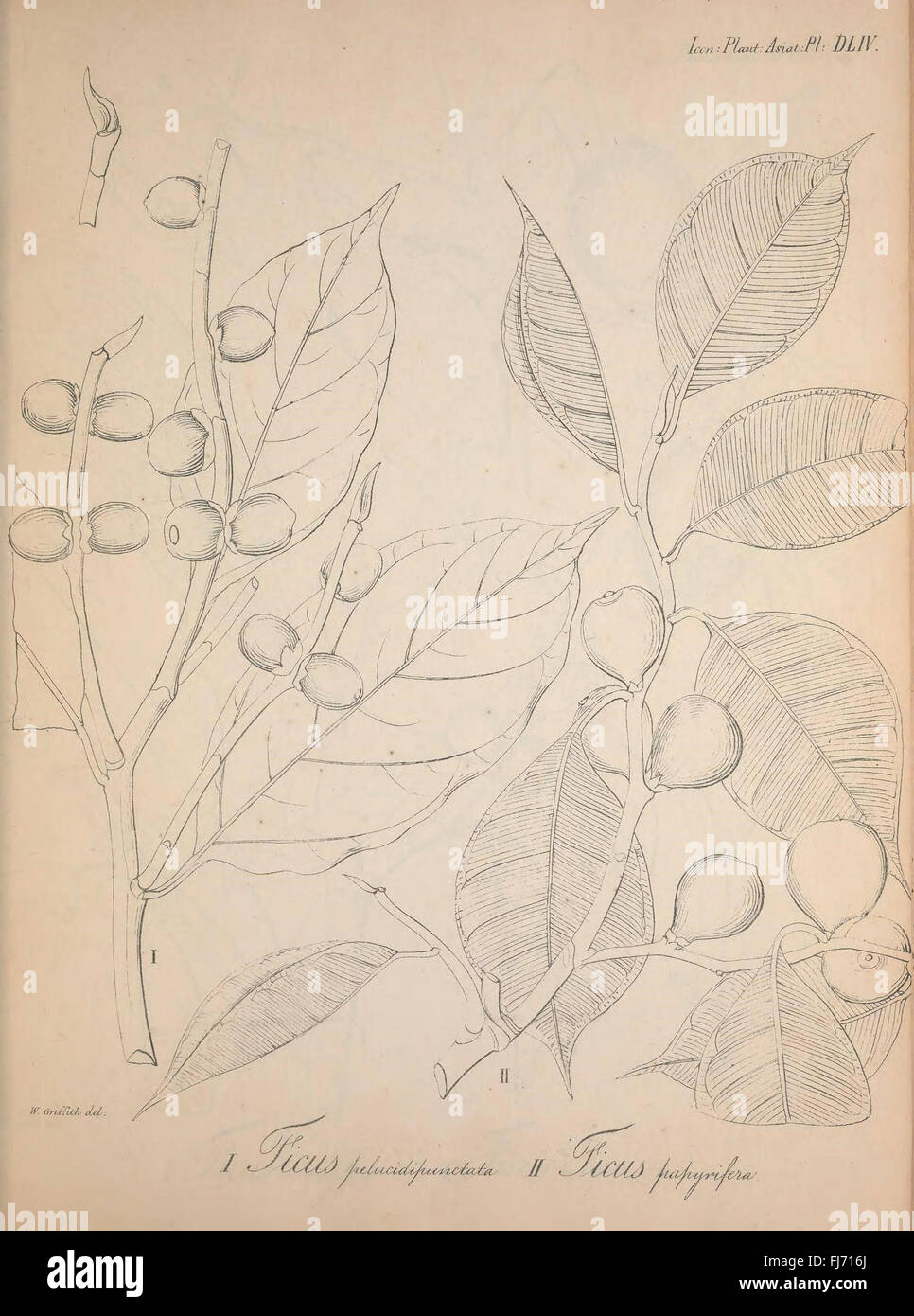 A botanical exploration of plant species from Asia, focusing on rare ...