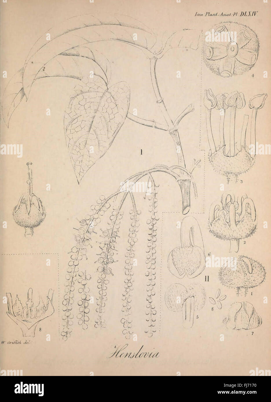 A botanical work illustrating various plant species from Asia, with ...