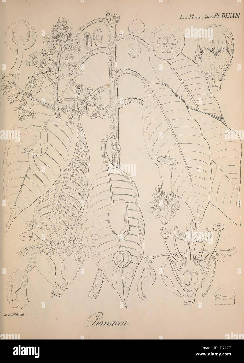 Icones plantarum asiaticarum: A comprehensive collection of botanical ...