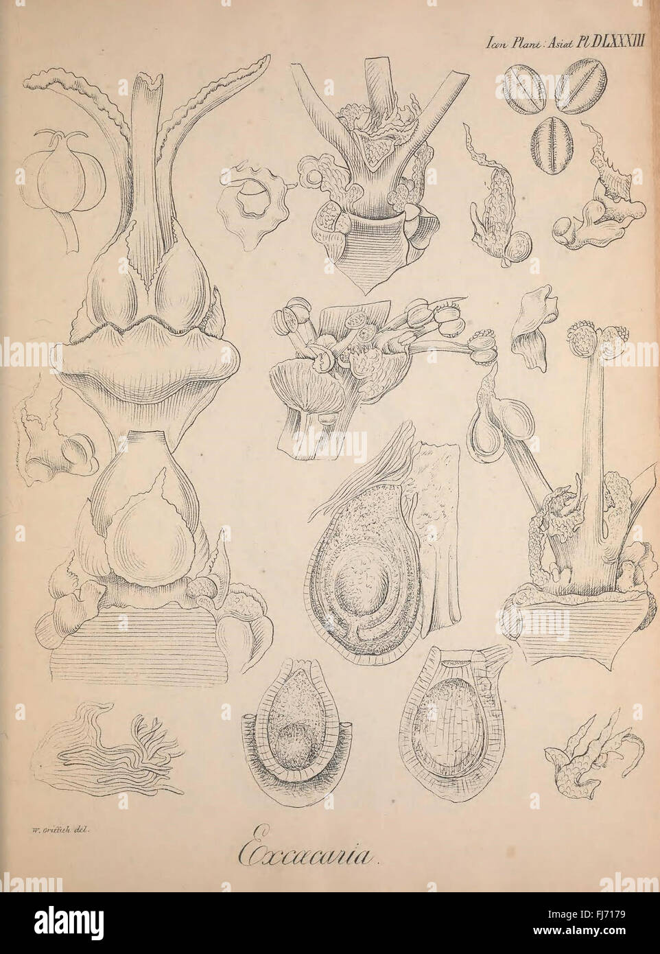 A botanical collection focusing on the plants of Asia, with detailed ...