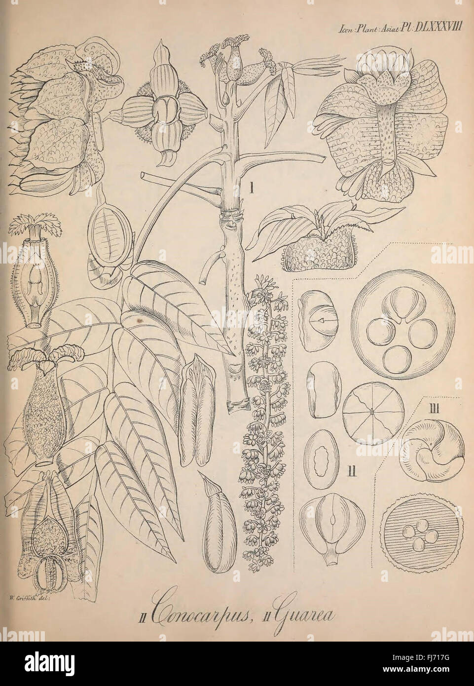 Asia, Botany, Smithsonian Libraries Stock Photo - Alamy