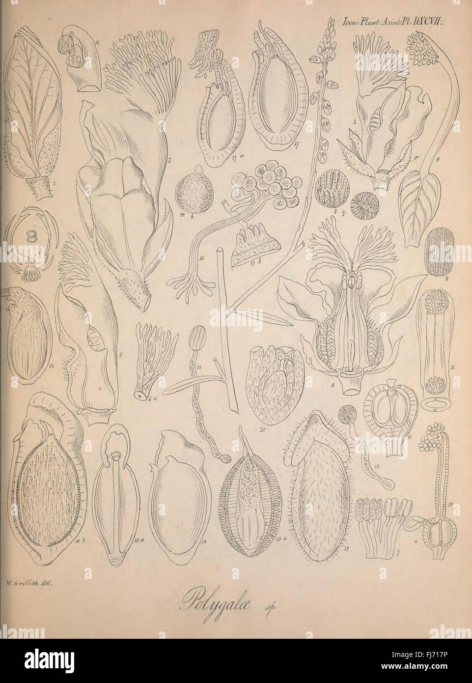 Illustrated botanical reference detailing plant species from Asia, with ...