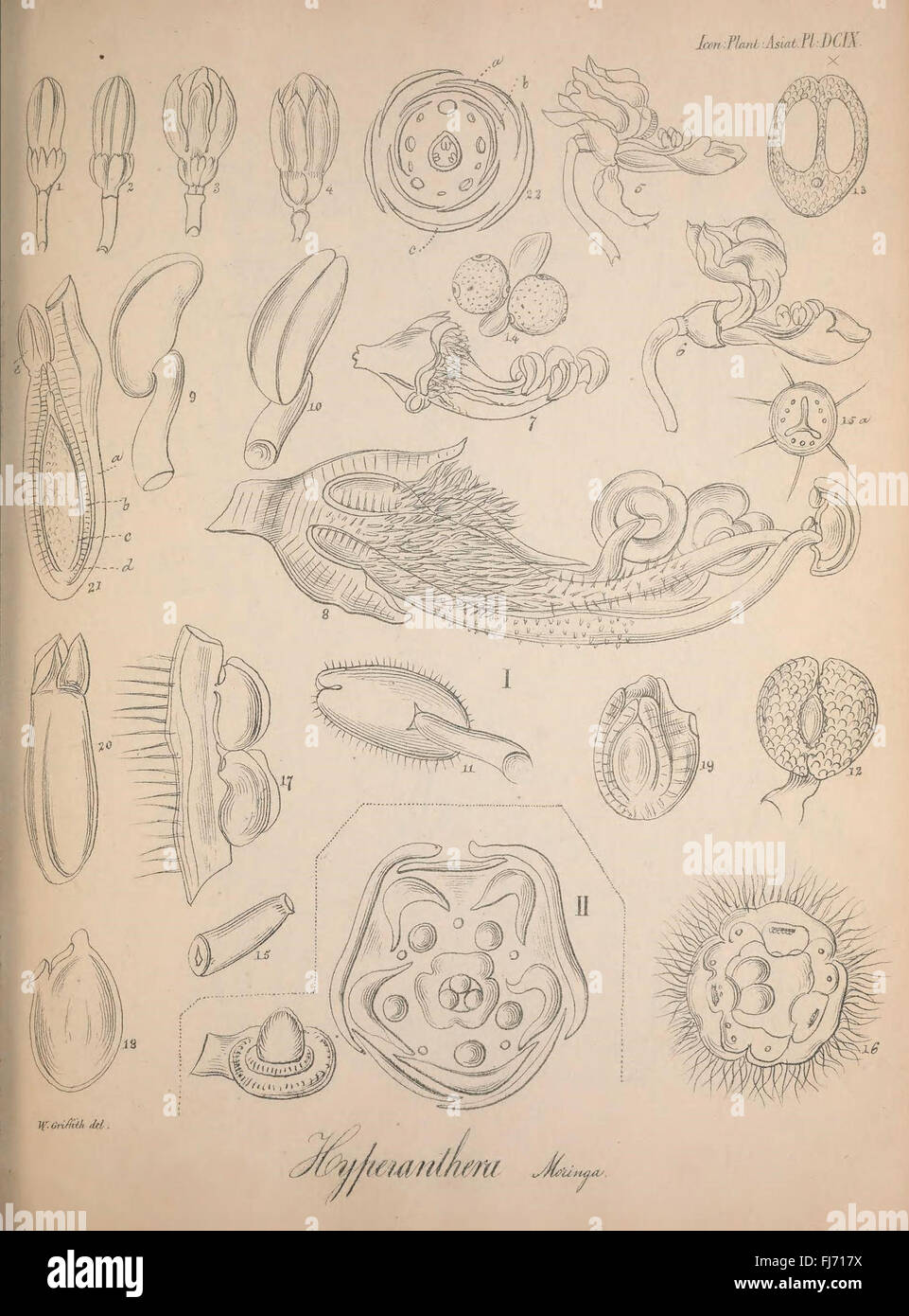 A botanical study of plant species from Asia Stock Photo - Alamy