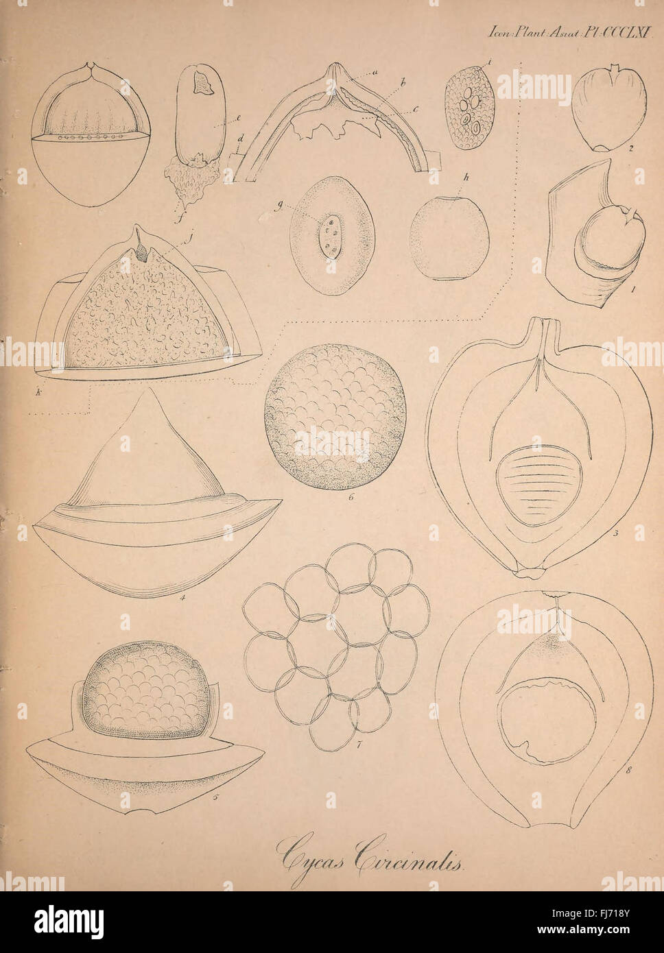 Illustrated work on Asian plants, featuring depictions of native flora ...