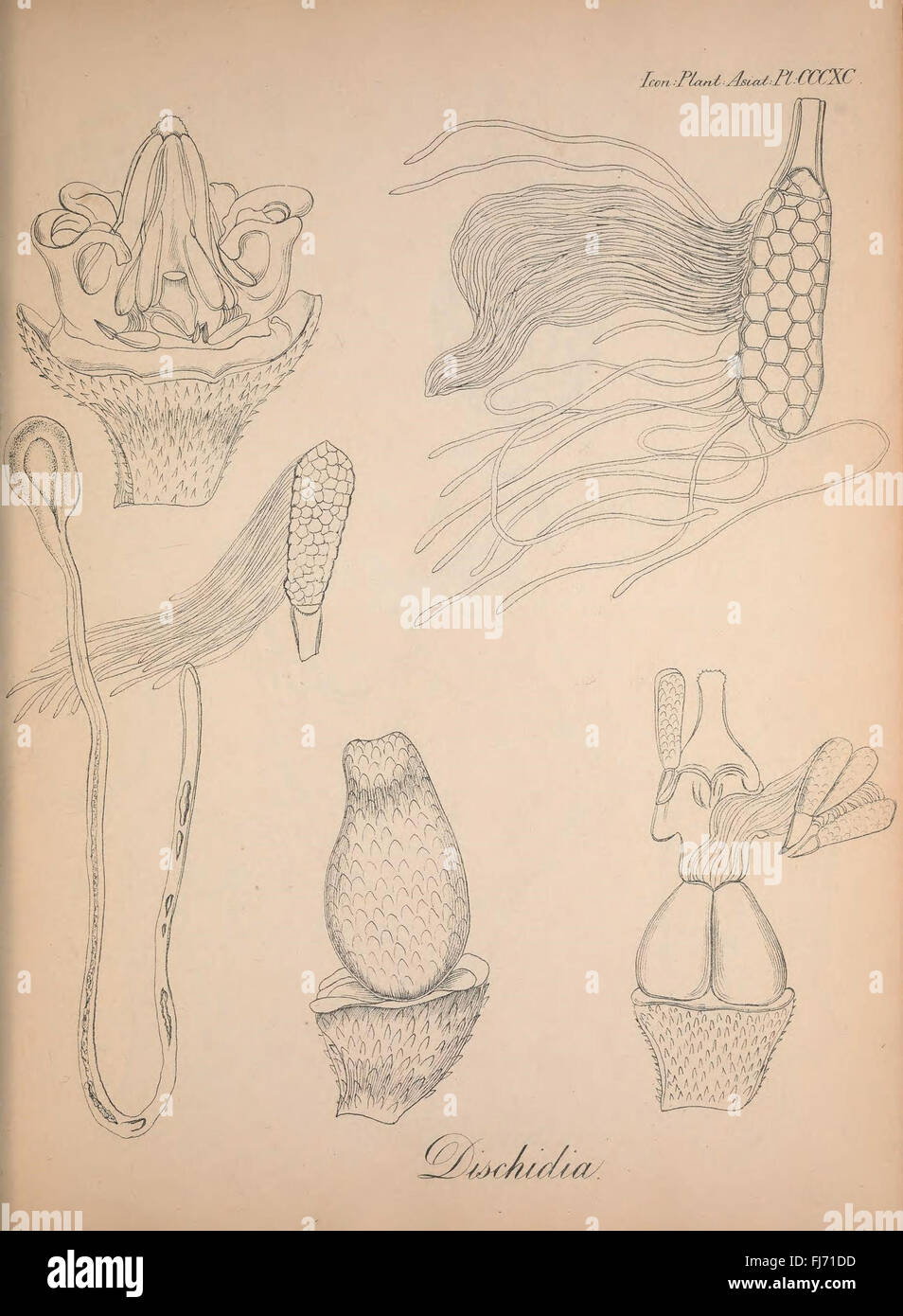 A botanical reference featuring scientifically illustrated plant ...