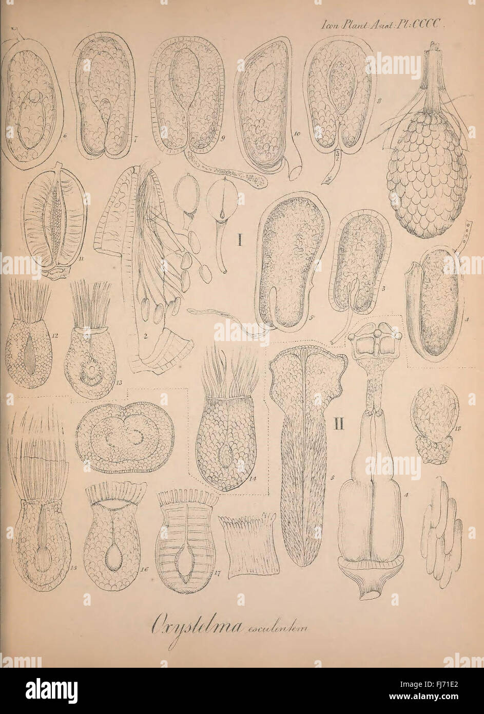 An illustrated work documenting various plant species native to Asia ...