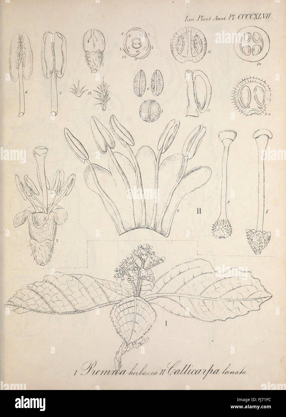 Illustrated botanical reference detailing plant species from Asia, with ...