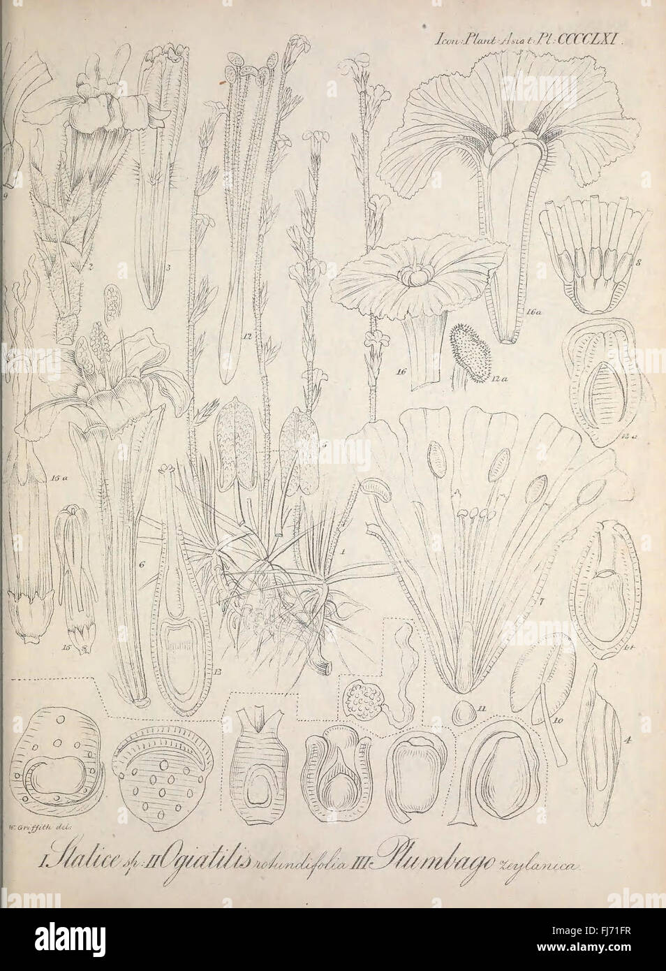 Asia, Botany, Smithsonian Libraries, Plant species, Botanical research ...