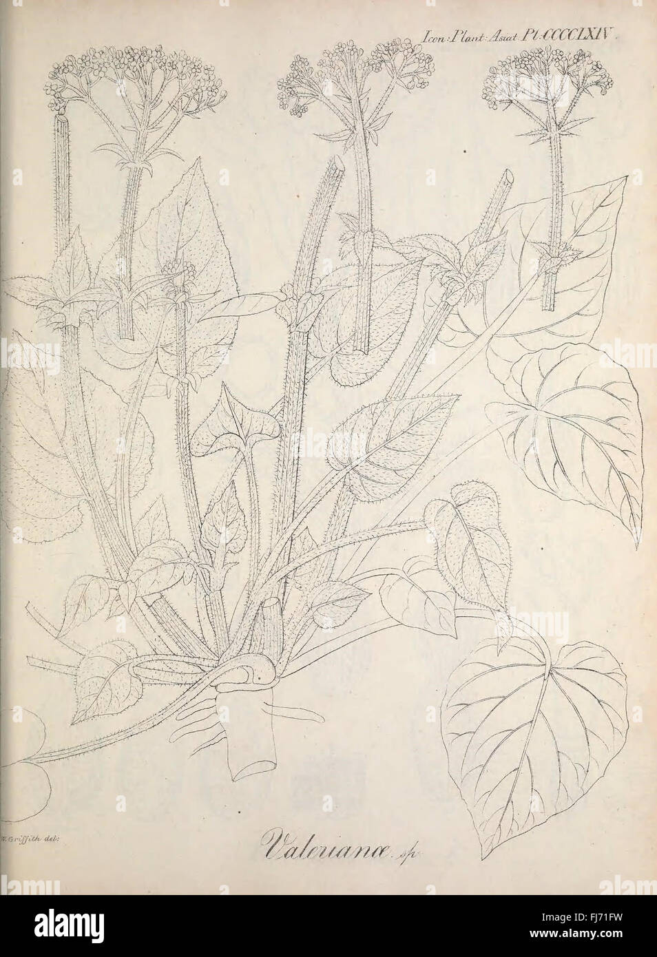 Iconography of Asiatic Plants, Botanical Illustrations of Asian Flora ...