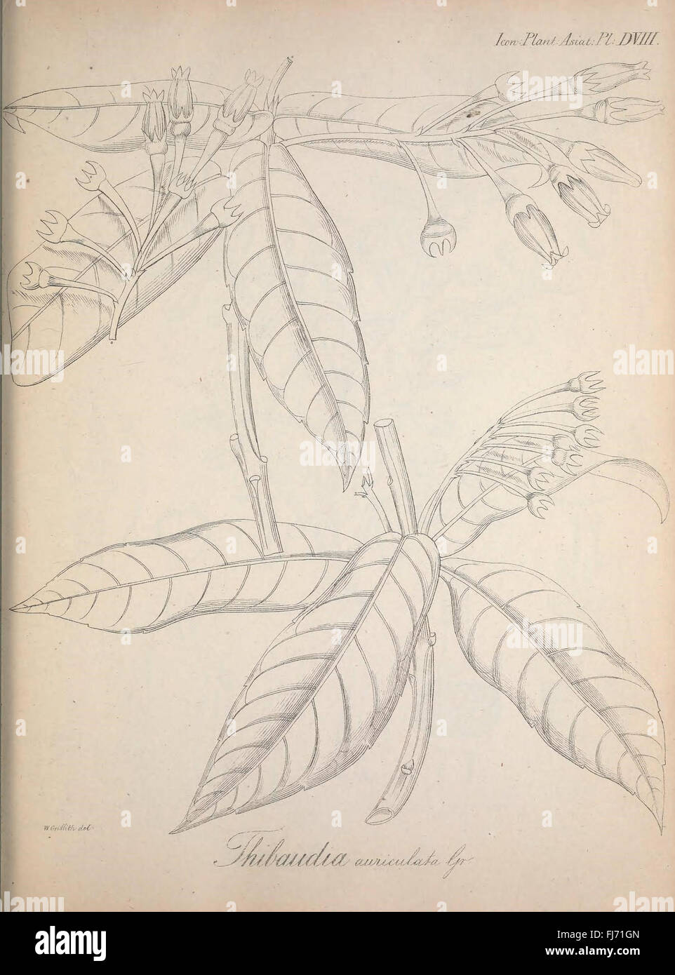 An illustrated botanical study of Asian plant species, housed in the ...