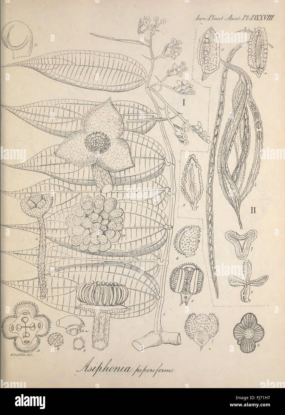 Illustrations of plants native to Asia, showcasing the rich botanical ...