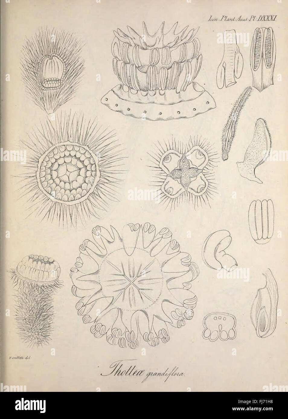 A botanical collection showcasing the plant species of Asia, with ...