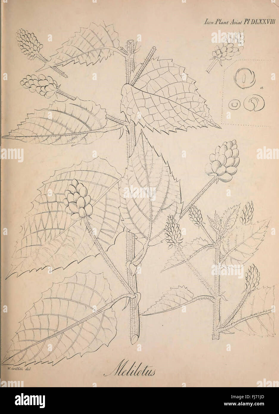 A botanical work showcasing the diverse plant species of Asia, with ...