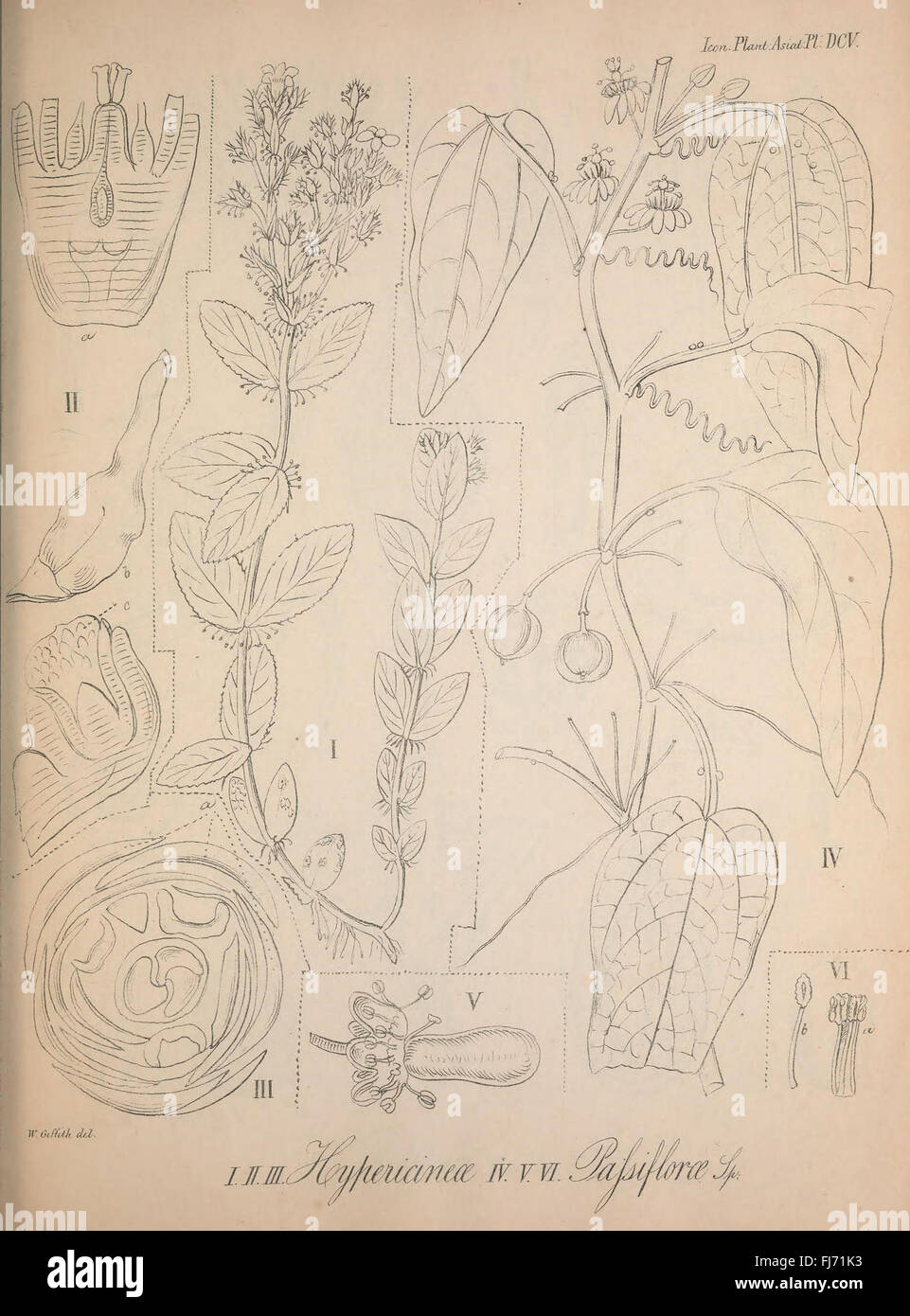 Icones plantarum asiaticarum, Asia Botany Smithsonian Libraries Stock ...