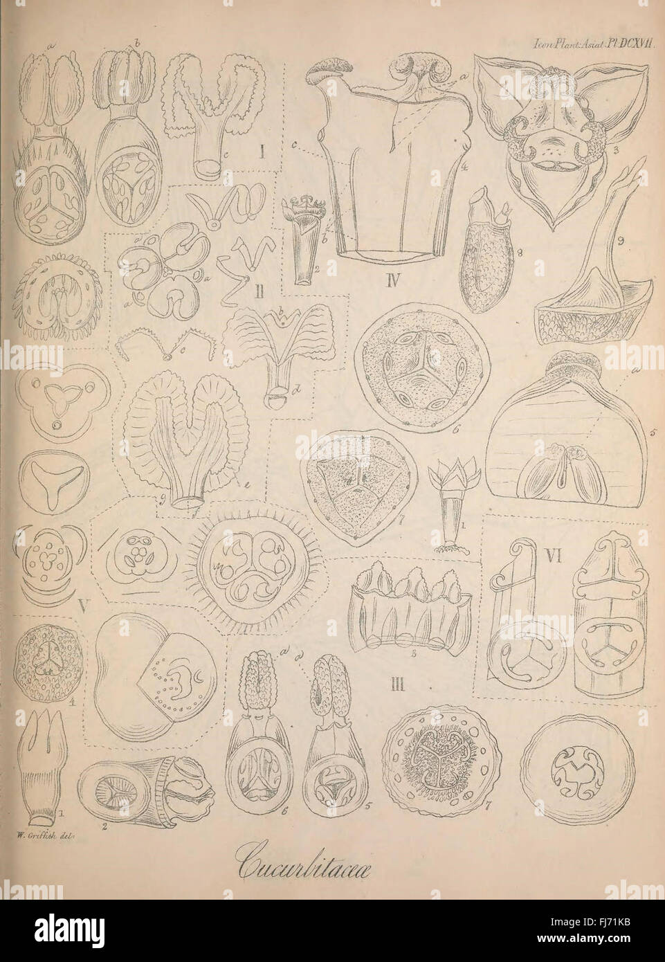 An extensive work documenting the plant species of Asia, featuring ...