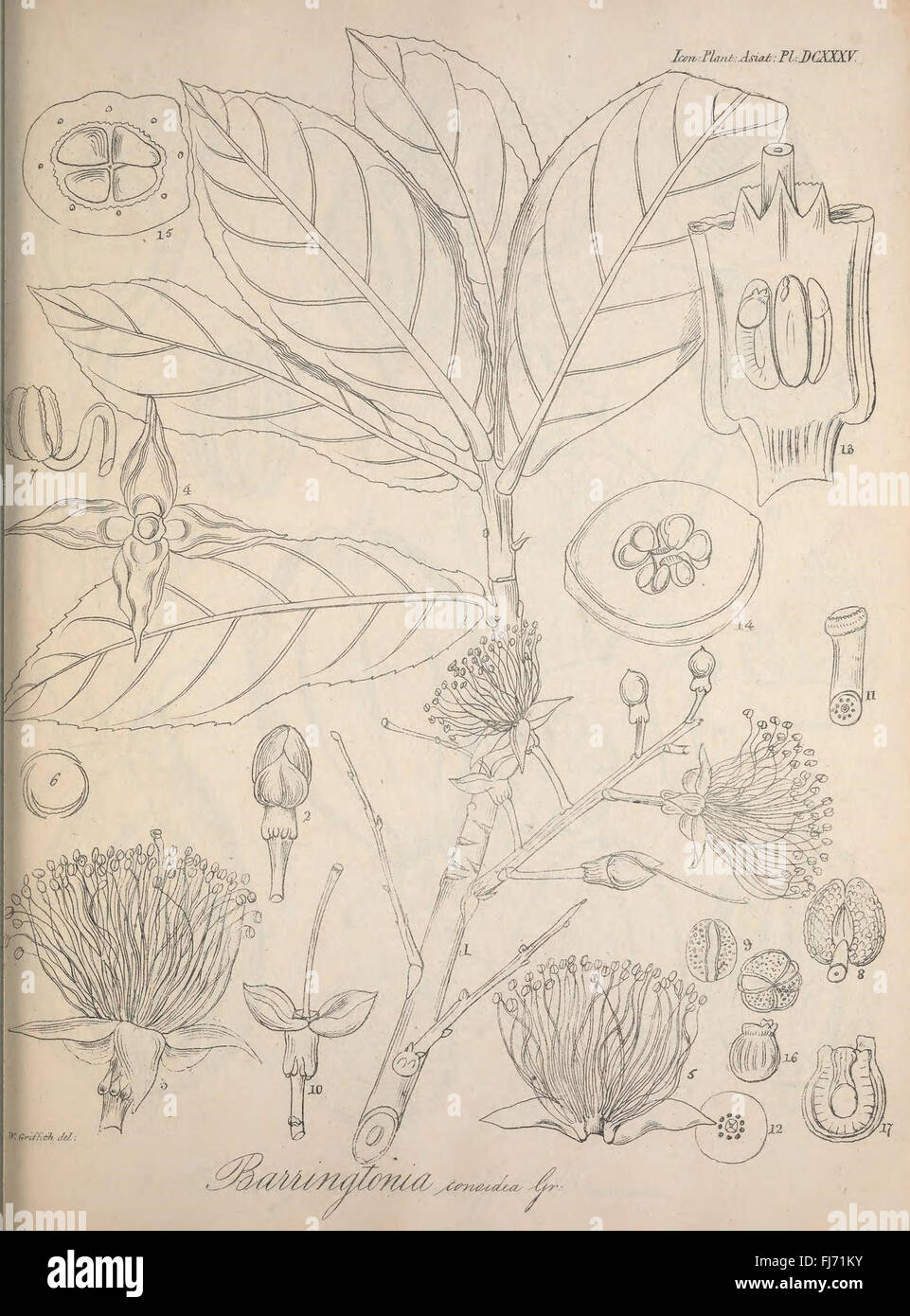 A botanical study focused on the plants of Asia, featuring detailed ...