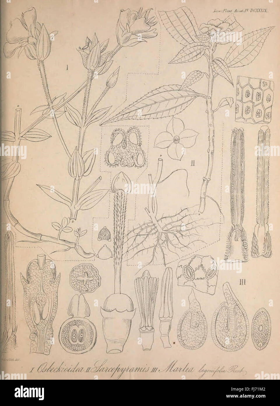 A botanical illustration work featuring the diverse plant species ...