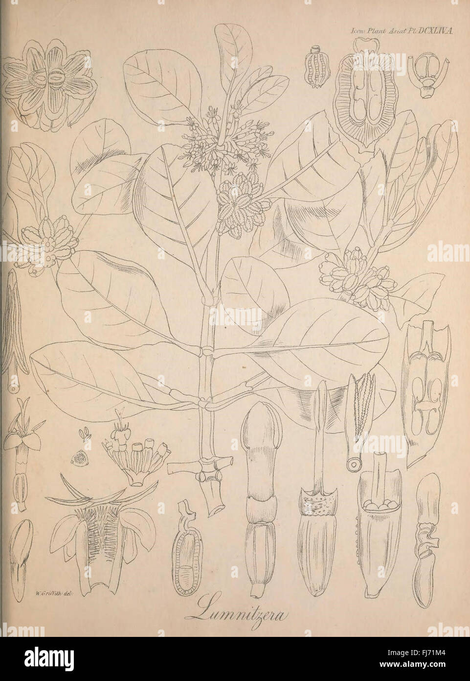 Asia, plants, botany, Smithsonian Libraries, Asian flora, plant ...