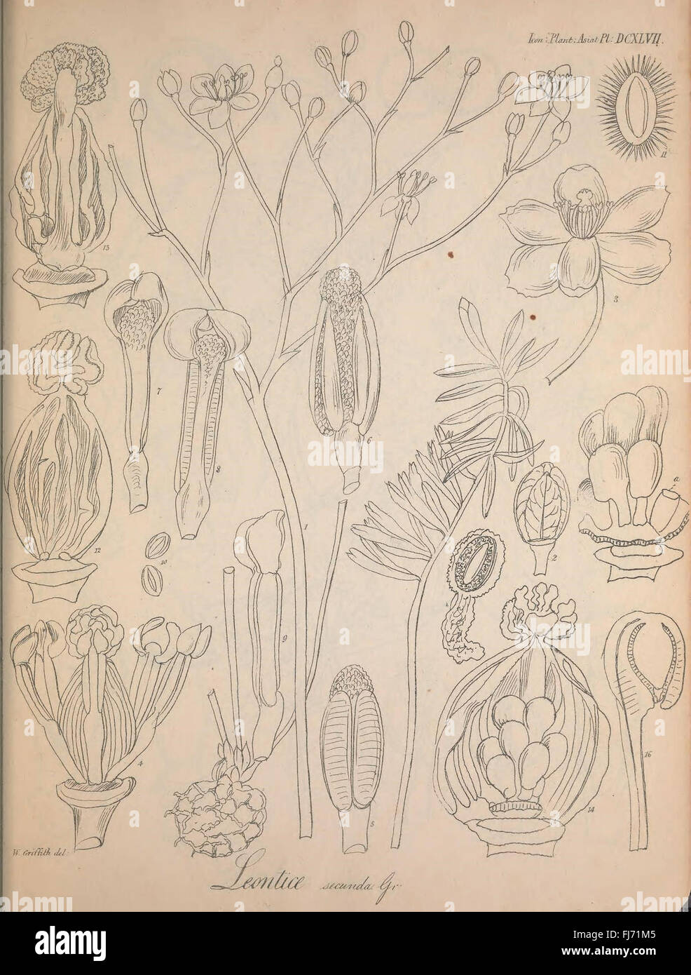 An illustrated work on the plants of Asia, focusing on species ...