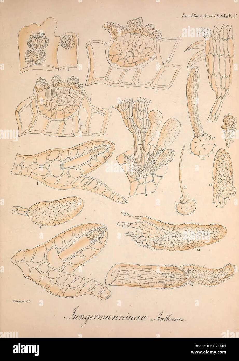 A botanical reference featuring scientifically illustrated plant ...
