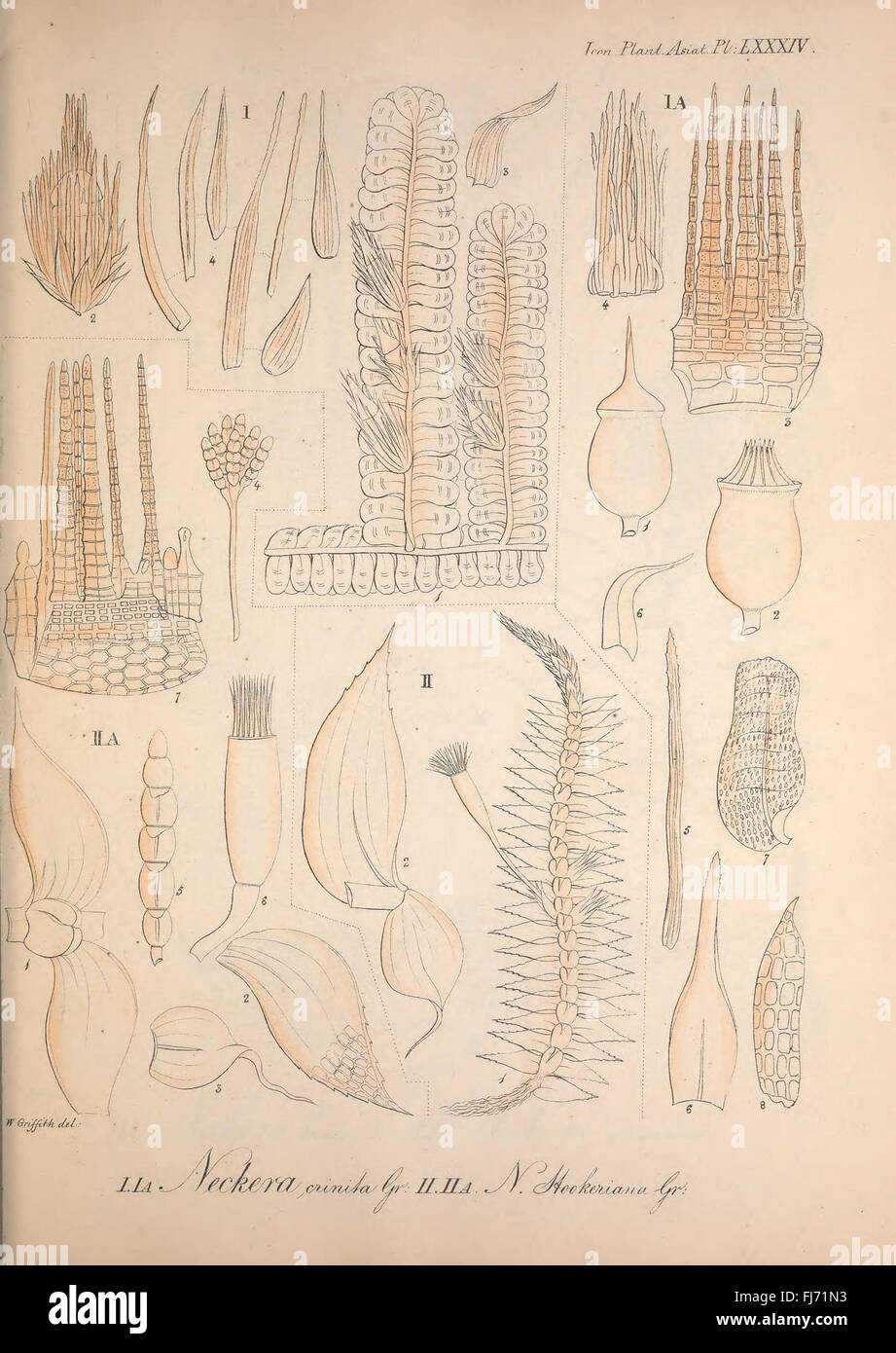 A botanical reference featuring scientifically illustrated plant ...