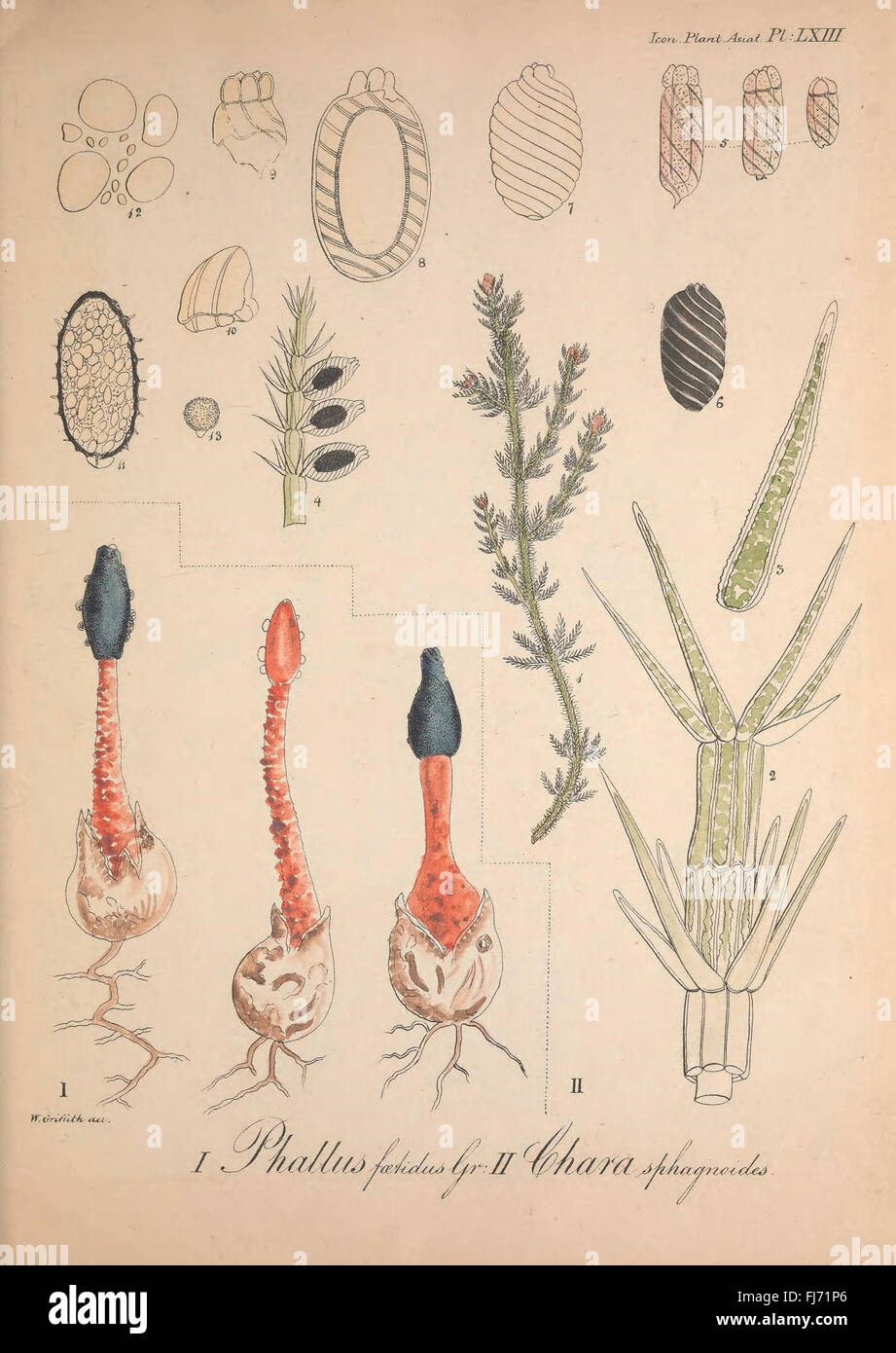 Illustrated botanical reference detailing plant species from Asia, with ...