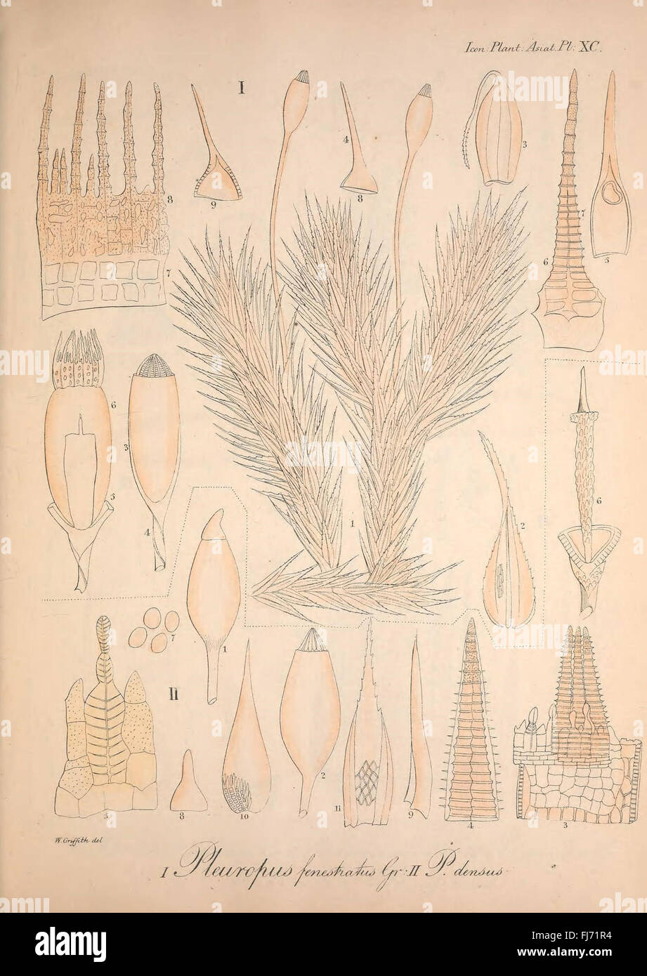 A detailed botanical collection of Asian plants, illustrating various ...