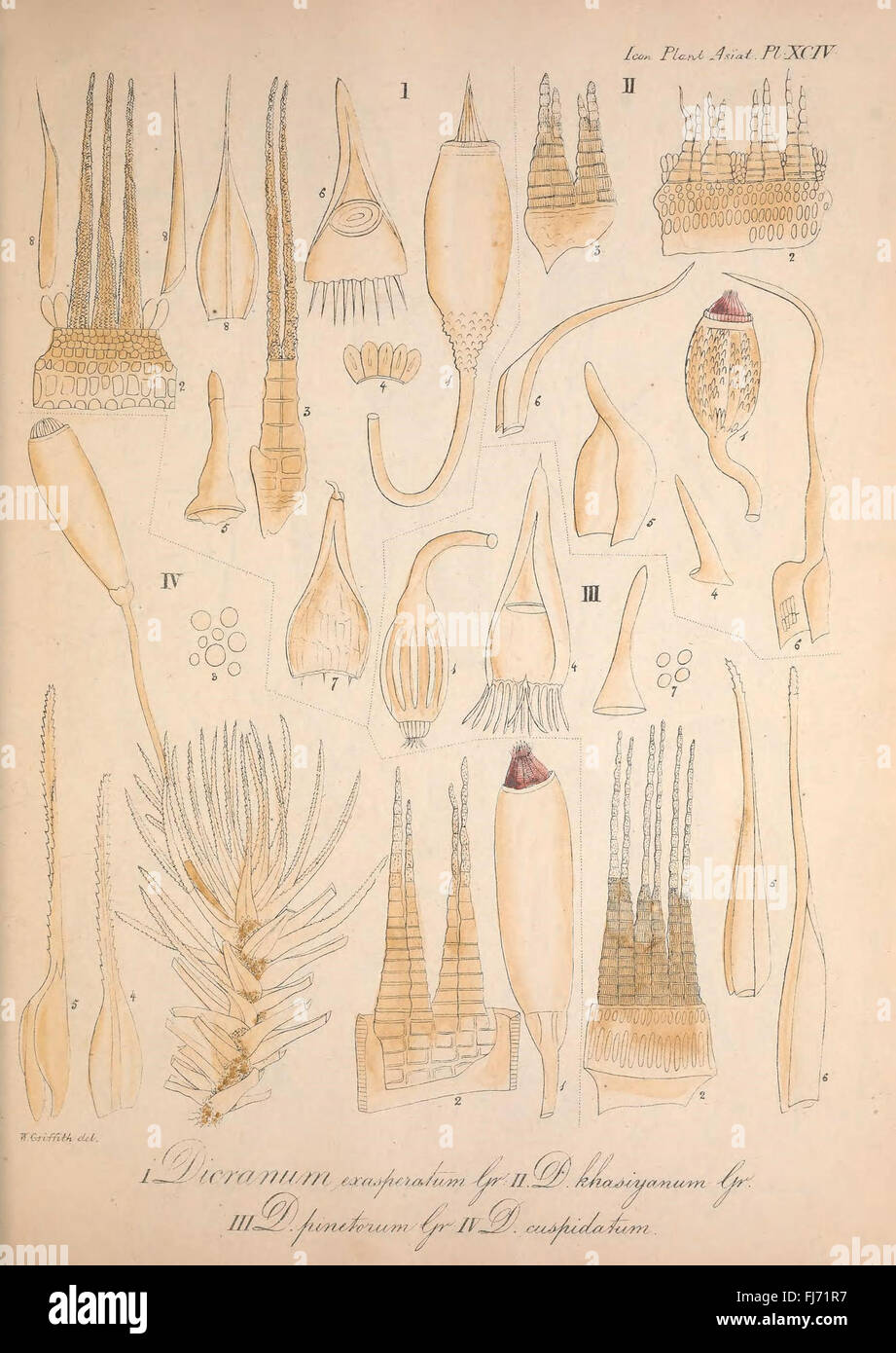 Illustrations of Asian plants, showcasing various plant species native ...