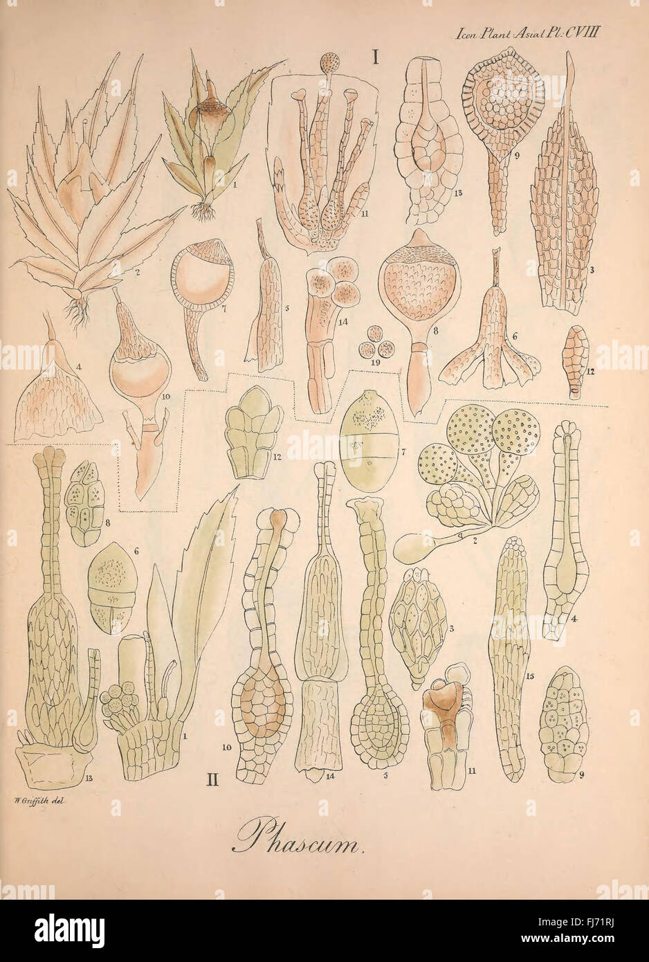 Icones plantarum asiaticarum, Icones of Asian plants, Asia Botany ...