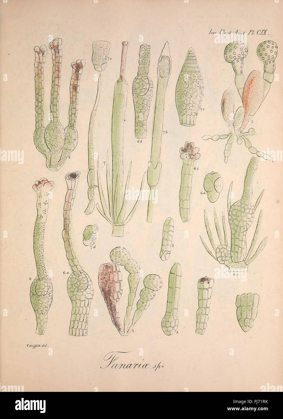 A botanical study of plant species from Asia Stock Photo - Alamy