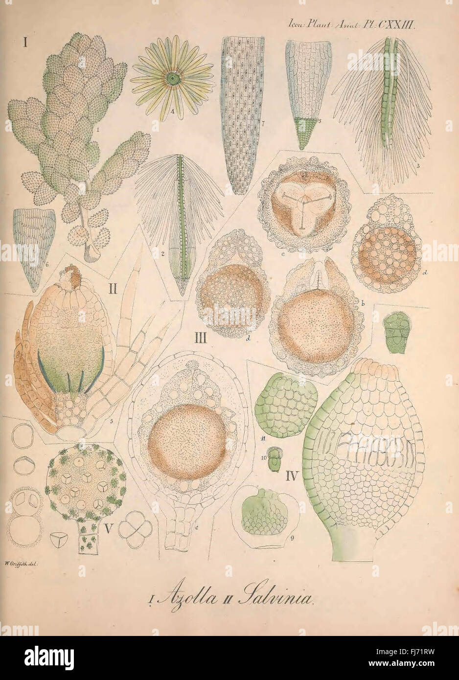 A botanical work showcasing the diverse plant species of Asia, with ...