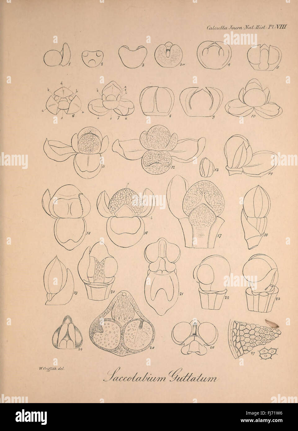 A botanical illustration of plant species native to Asia, providing ...