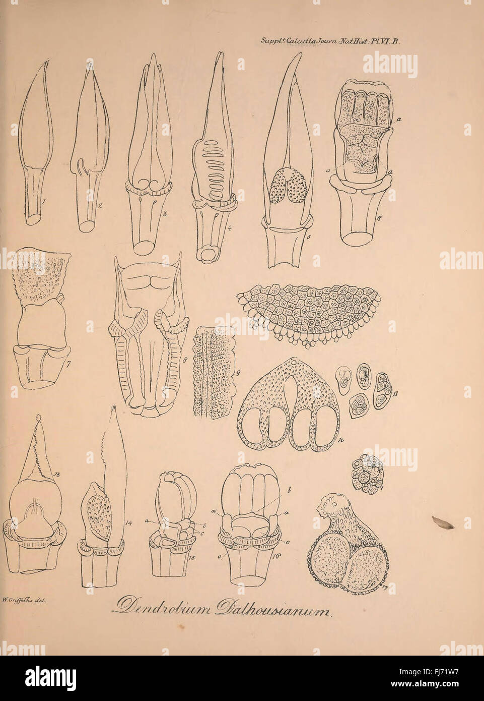An illustrated botanical study of plant species native to Asia ...