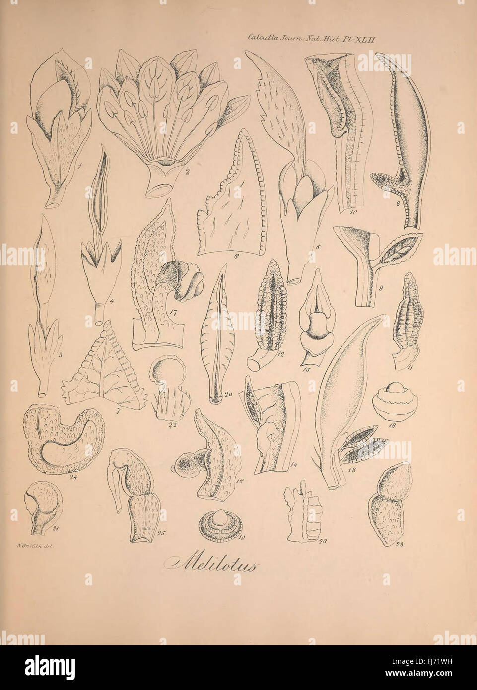 An illustrated study of plant species native to Asia, with detailed ...