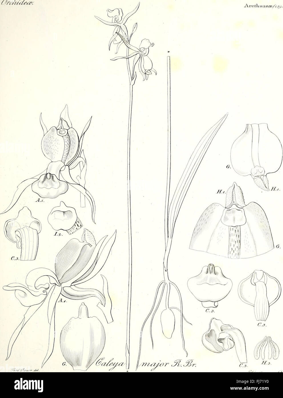 An early 19th-century botanical work that catalogues and illustrates ...