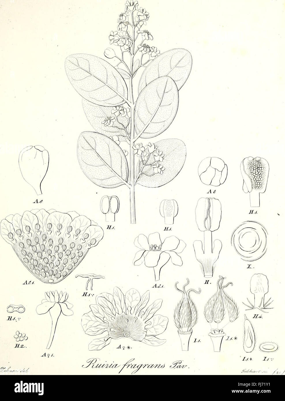 An early botanical work illustrating various plant genera, focusing on ...