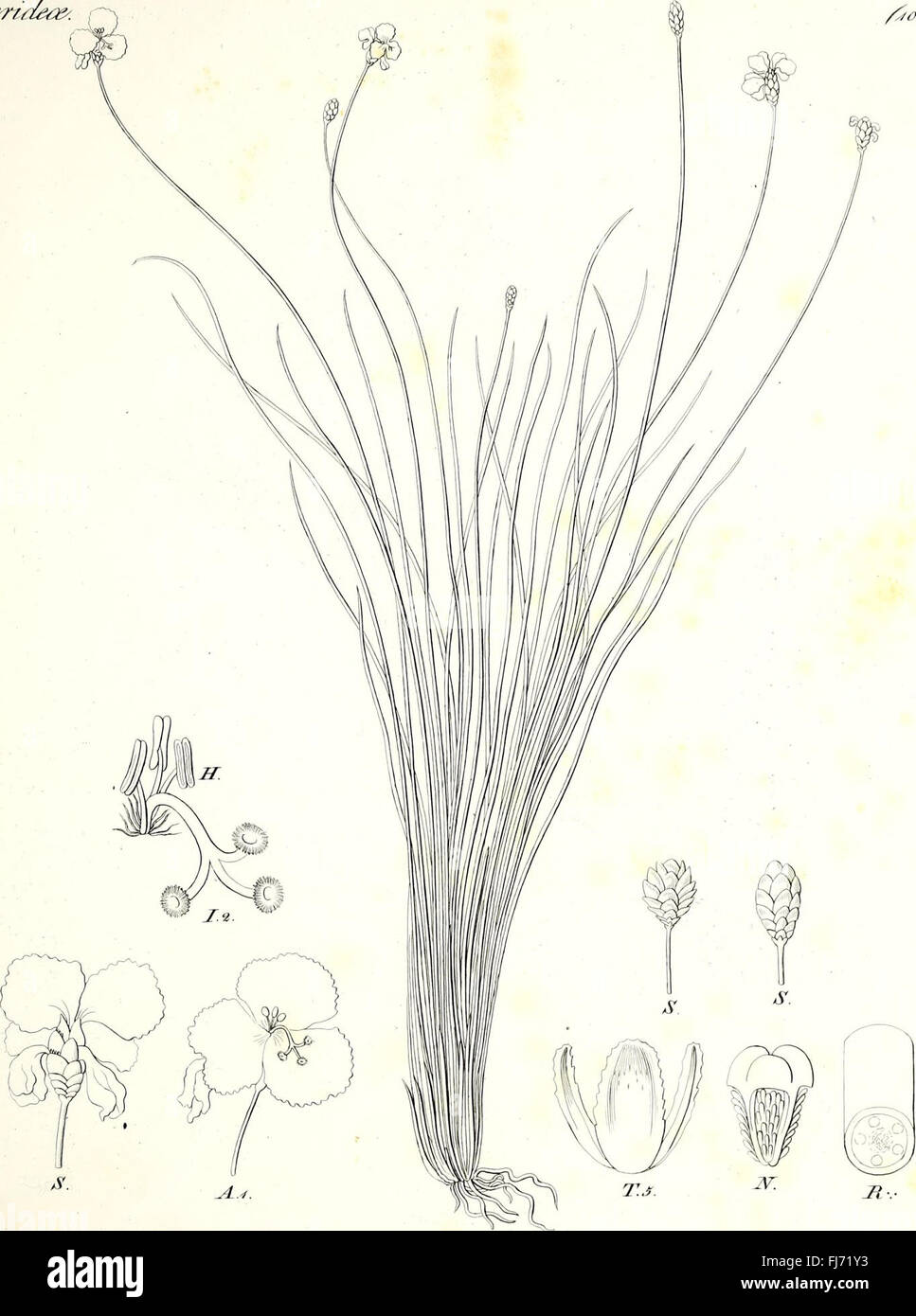 An 1838 botanical work illustrating the genera of plants, focusing on ...