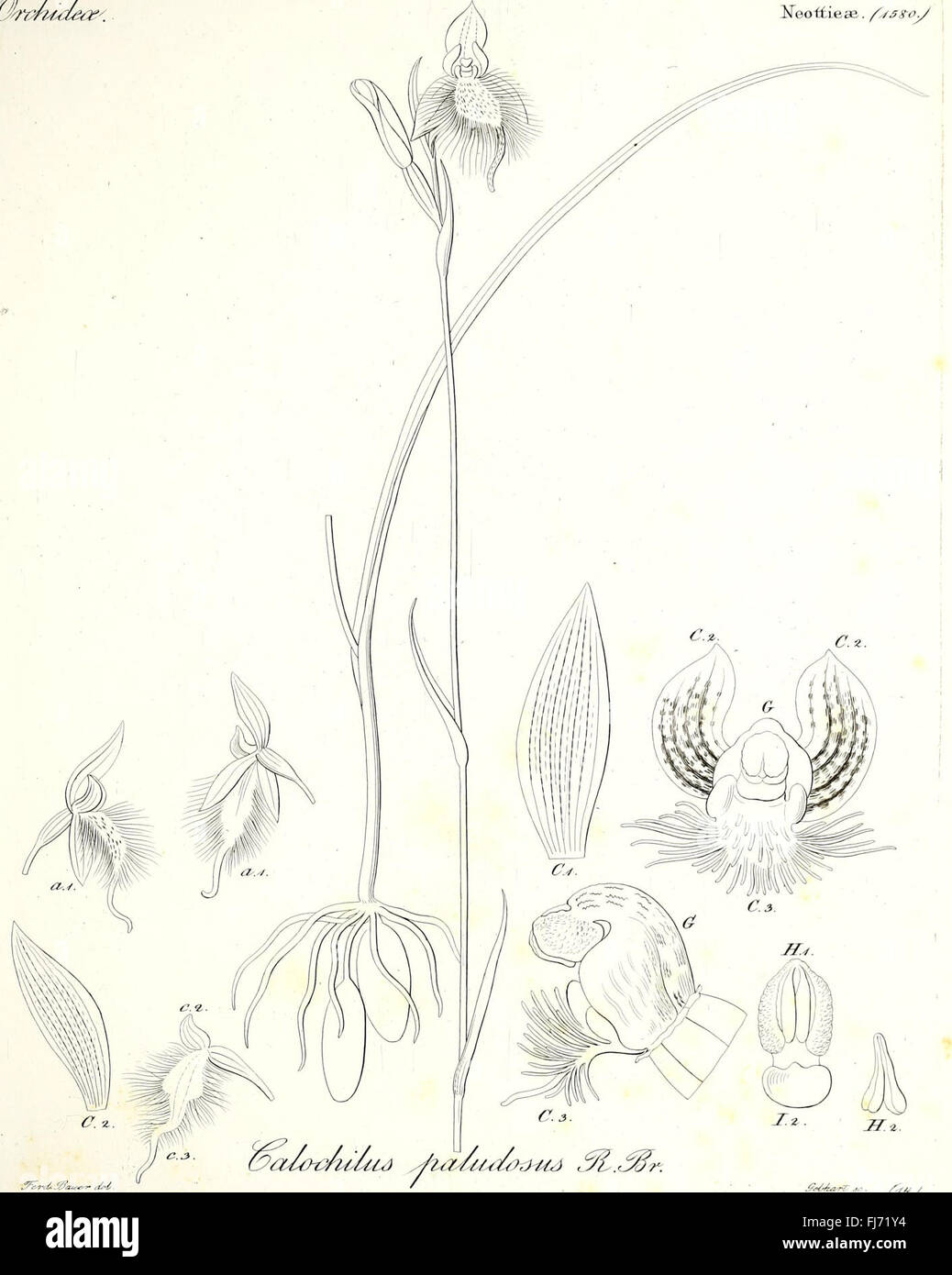 Botany, Plant Classification, Iconography Stock Photo - Alamy