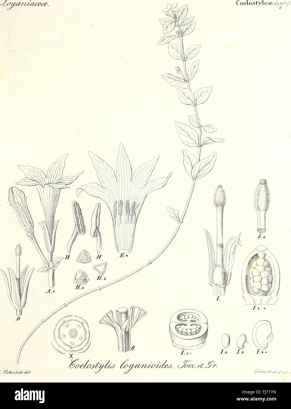 A comprehensive botanical reference from 1838, detailing plant genera ...