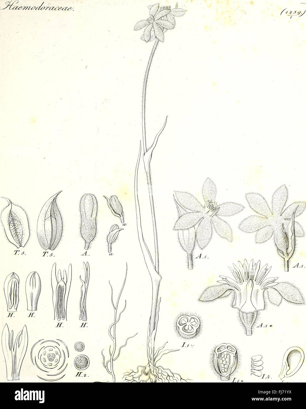 A botanical work illustrating various plant genera, contributing to the ...