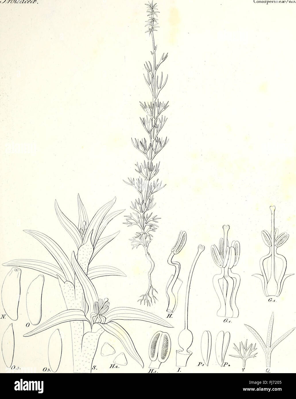 Iconography of Plant Genera - An early 19th-century pictorial work ...