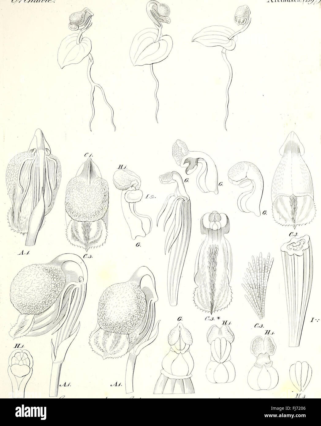 Botanical illustrations from the 19th century, depicting various plant ...